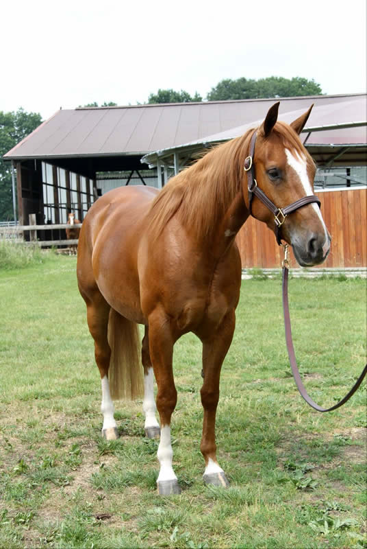 Channing Quarter Horses