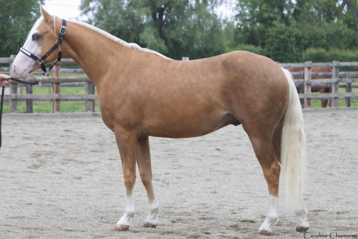 Channing Quarter Horses